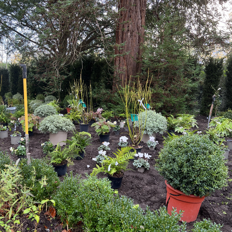 Border Planting | Somerset Planting Services