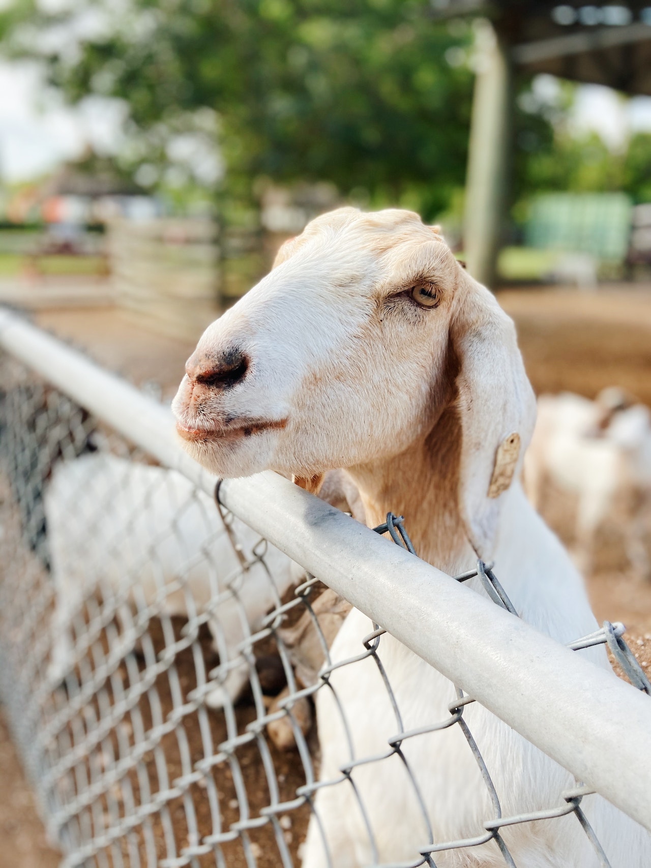 Top goat fencing options: strength, effectiveness, and cost comparison