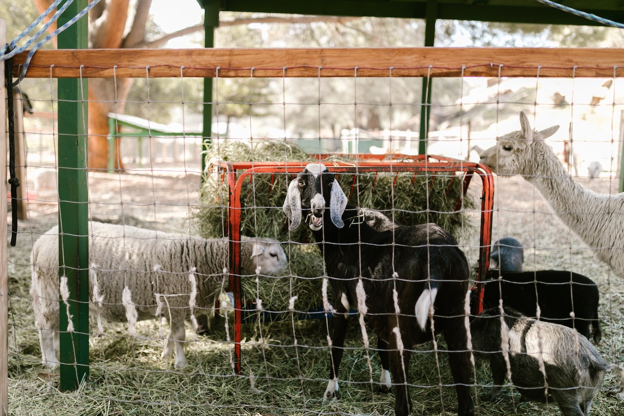 Top goat fencing options: strength, effectiveness, and cost comparison