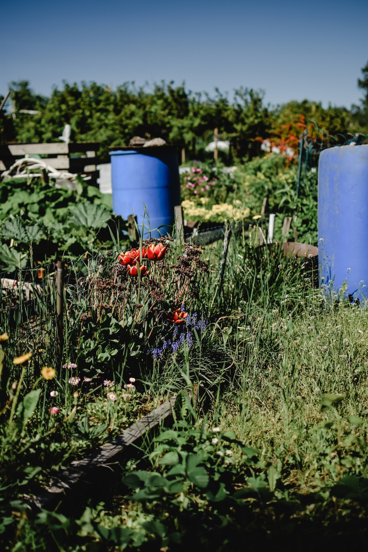 A Complete Transition Guide to Regenerative Gardening: Sustainability ...