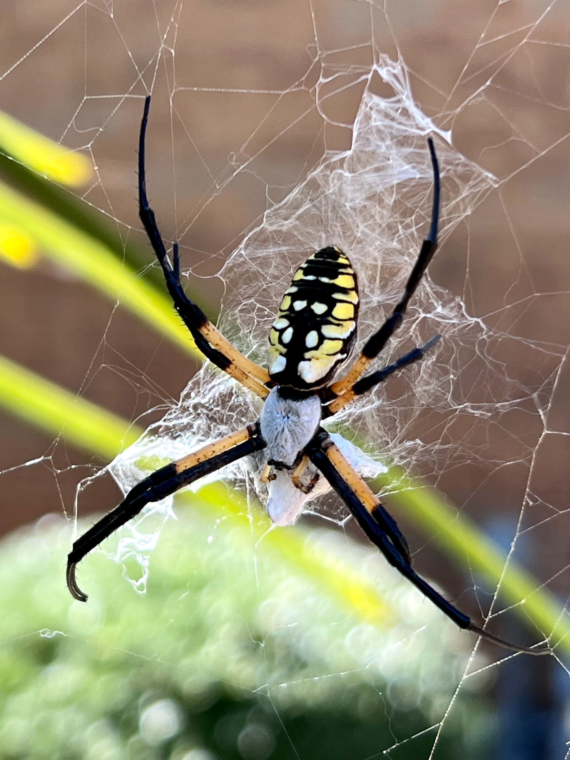 Black and Yellow Garden Spiders: Everything You Need to Know