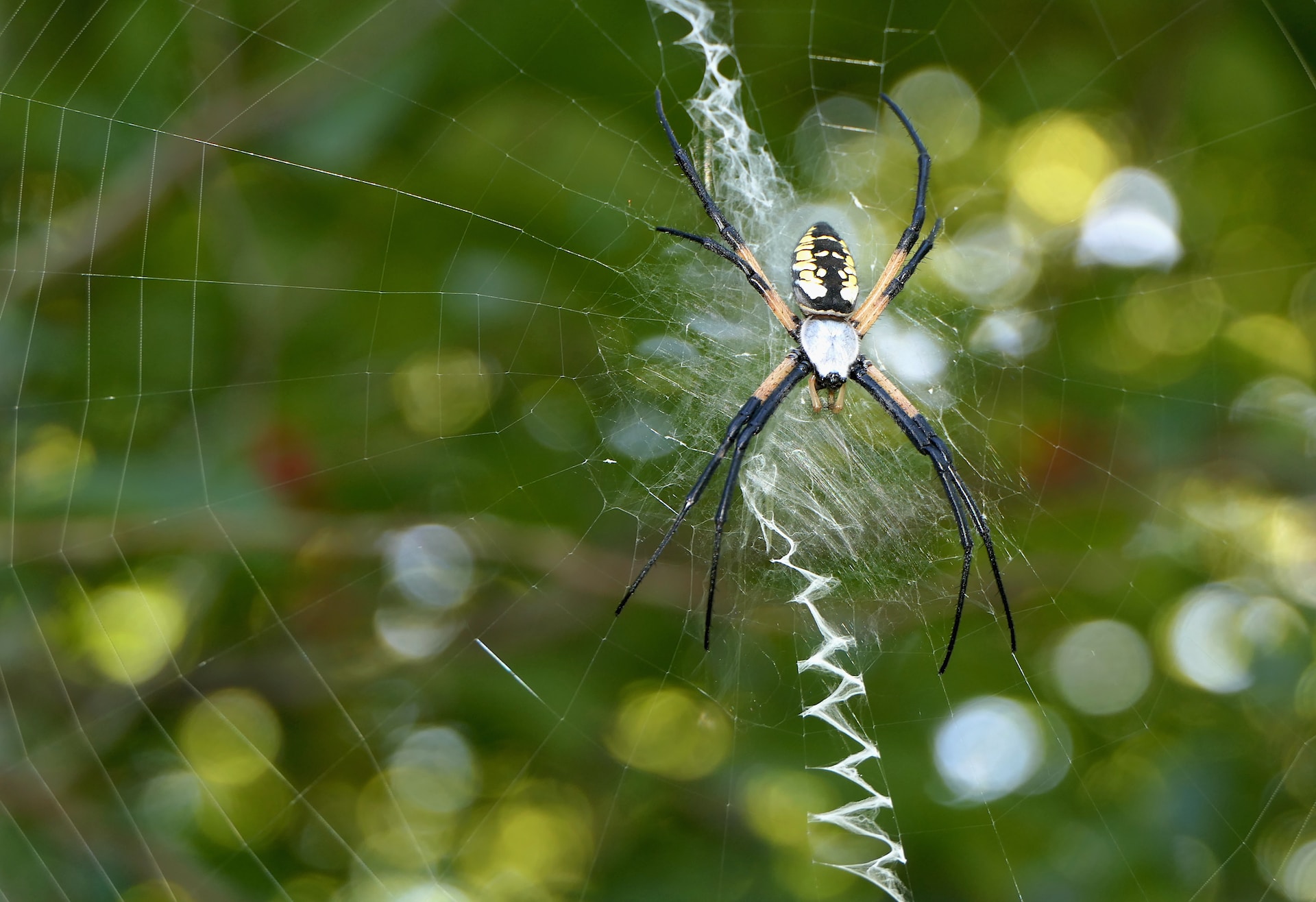 Black and Yellow Garden Spiders: Everything You Need to Know