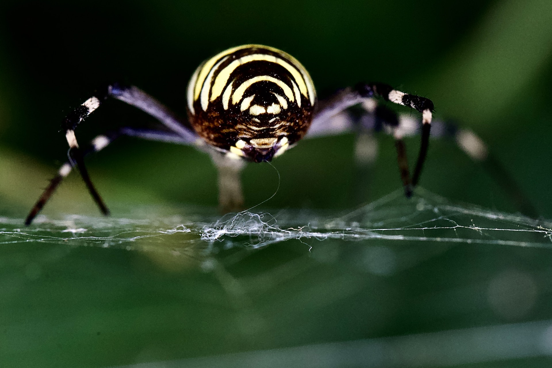 Black and Yellow Garden Spiders: Everything You Need to Know