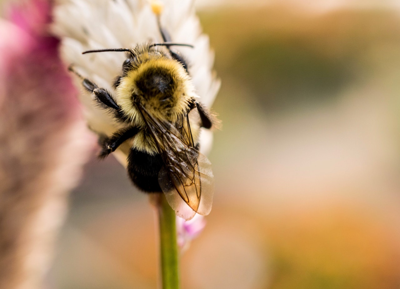 Bee Gardening 101: Attract pollinators with these flowers for bees