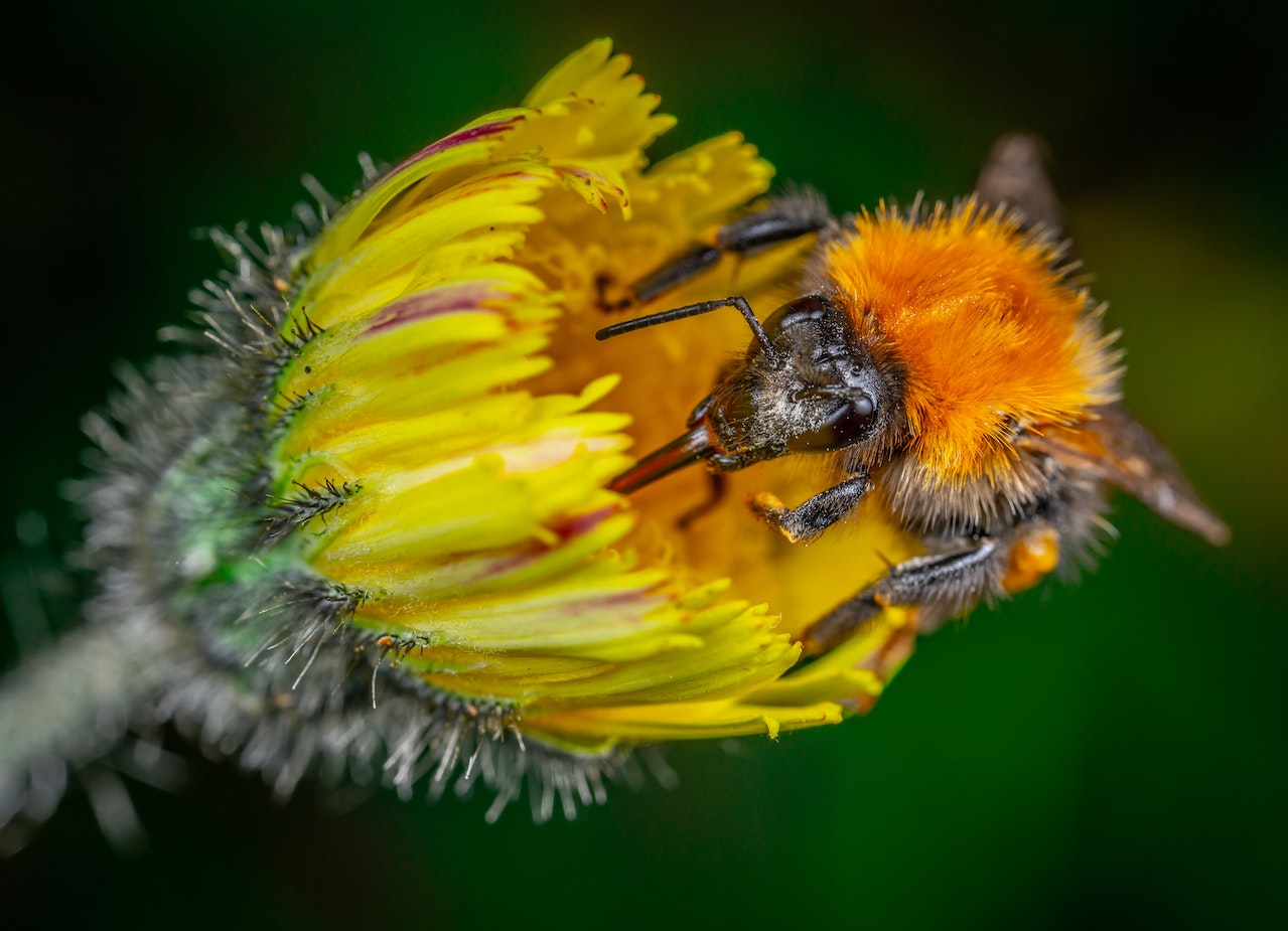 Bee Gardening 101: Attract pollinators with these flowers for bees