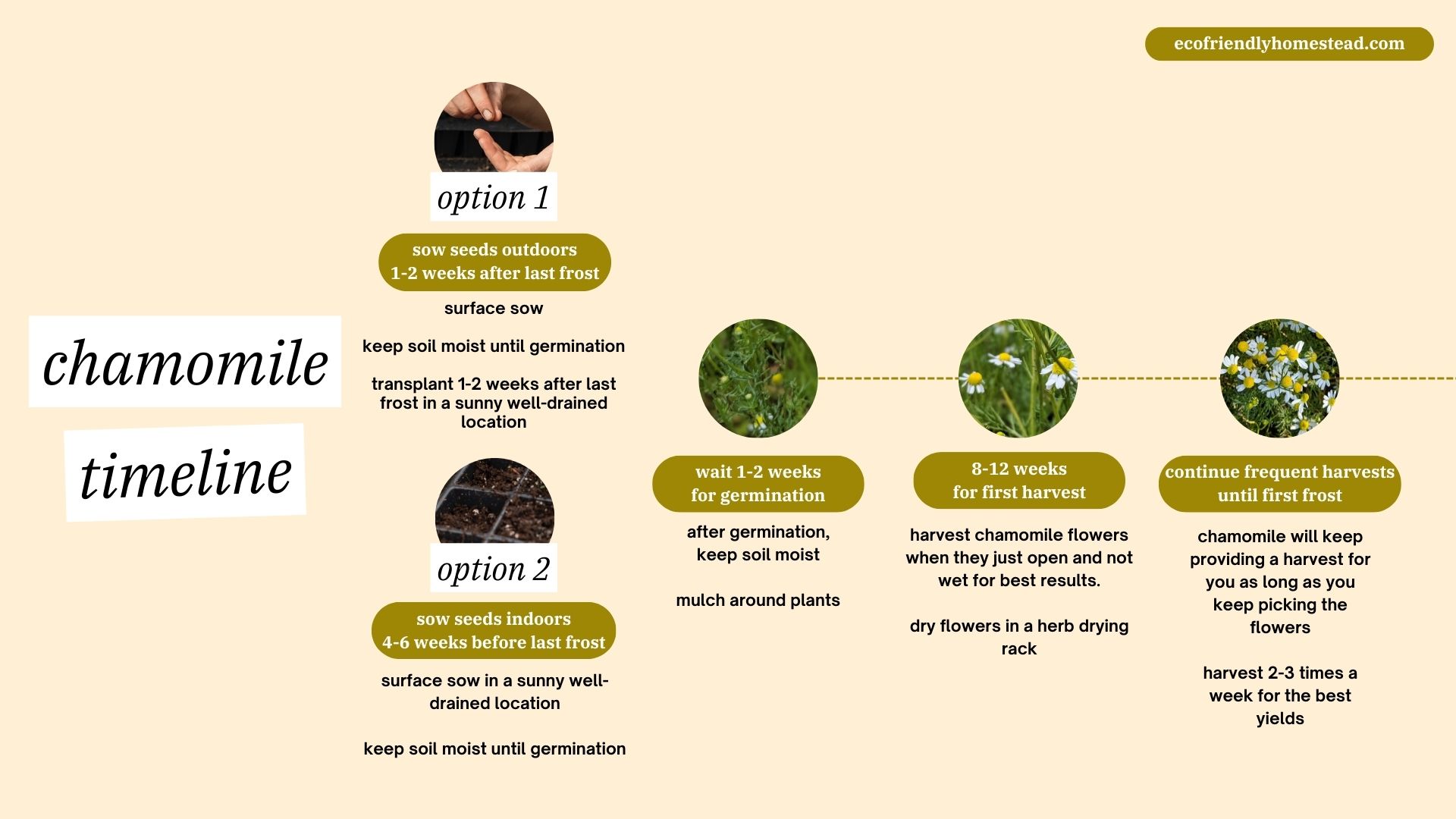 Growing Chamomile: from Seed to Tea