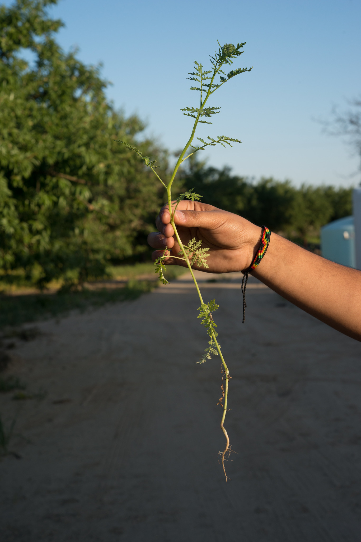 The Remarkable Science and Eco-Friendly Benefits of Hairy Vetch Cover Crop