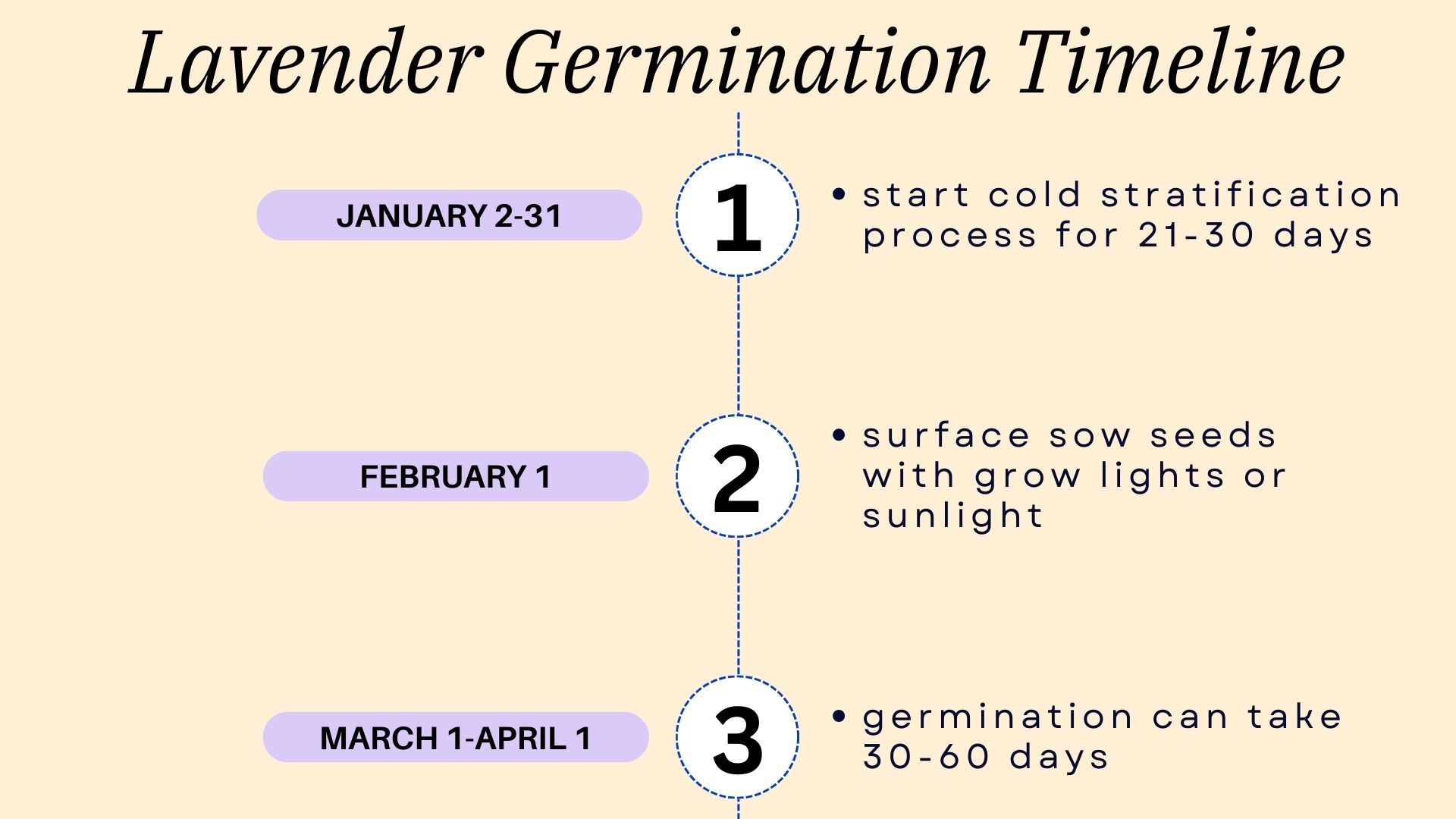 Lavender from Seed: Full Growing Guide