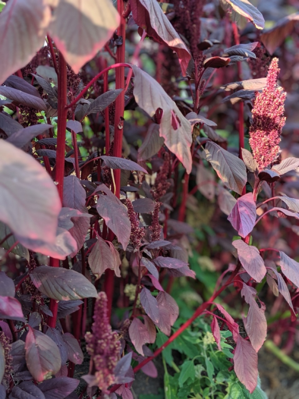 How to Grow Amaranth: A key plant for Climate Change Food Security
