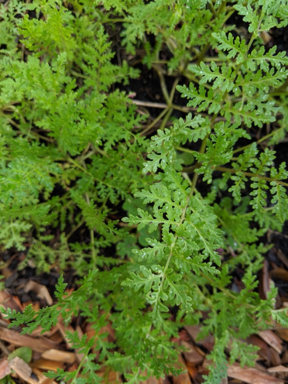 The Wonders of Phacelia: A Complete Guide Regenerative for Gardeners