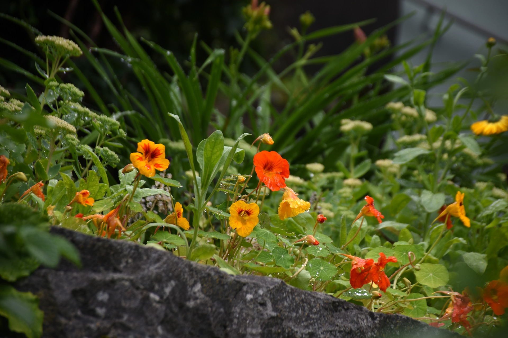 A Visual Guide to Nasturtiums & Their Benefits for Organic Gardens