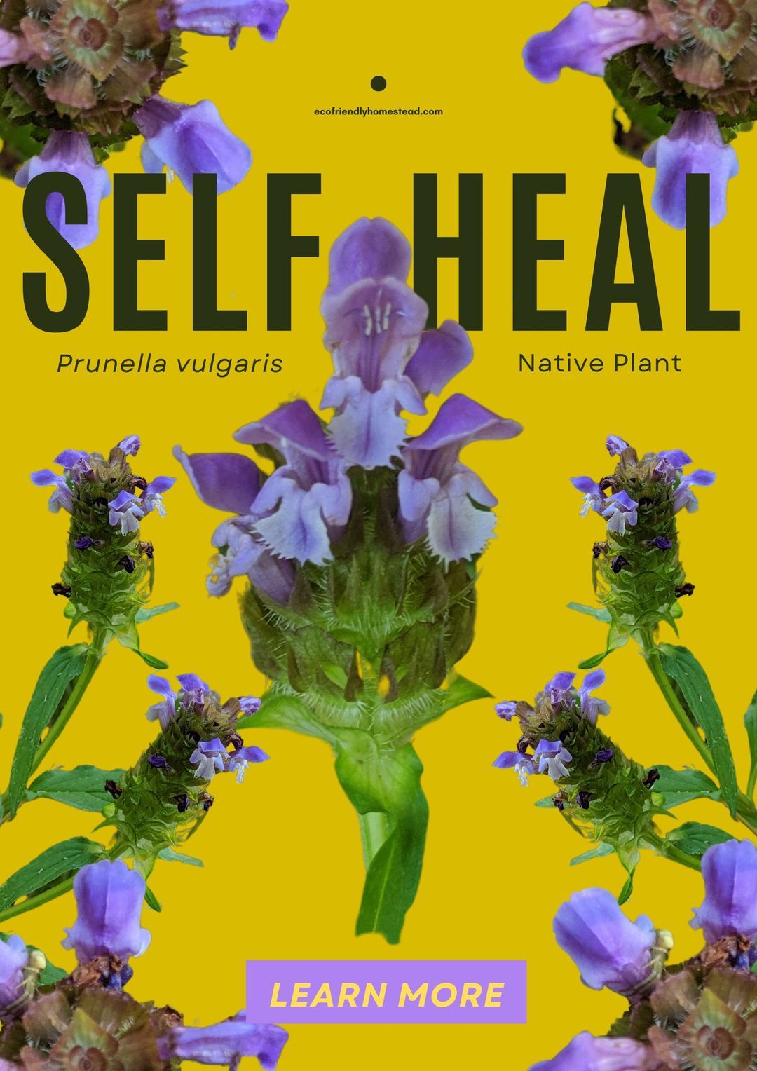 Self-heal: Full Guide to Identify and Grow this Native Purple Wildflower