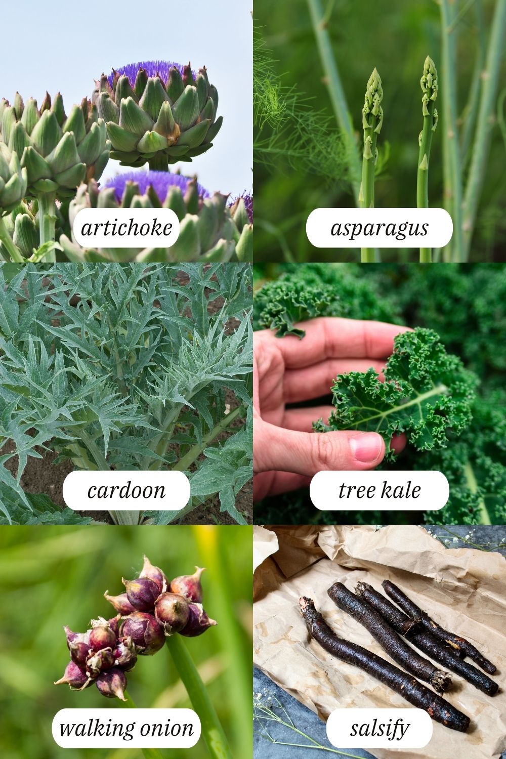 Perennial Power: Grow Sustainable Garden with Our Extensive Crop Database