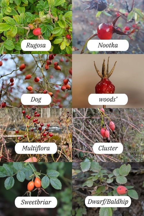 Eco Friendly Homestead: Regenerative Agriculture and Gardening