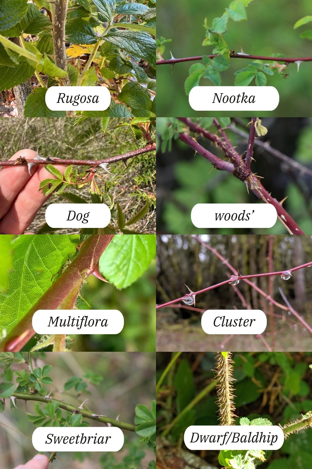 Pacific Northwest Wild Rose Visual Identification Guide