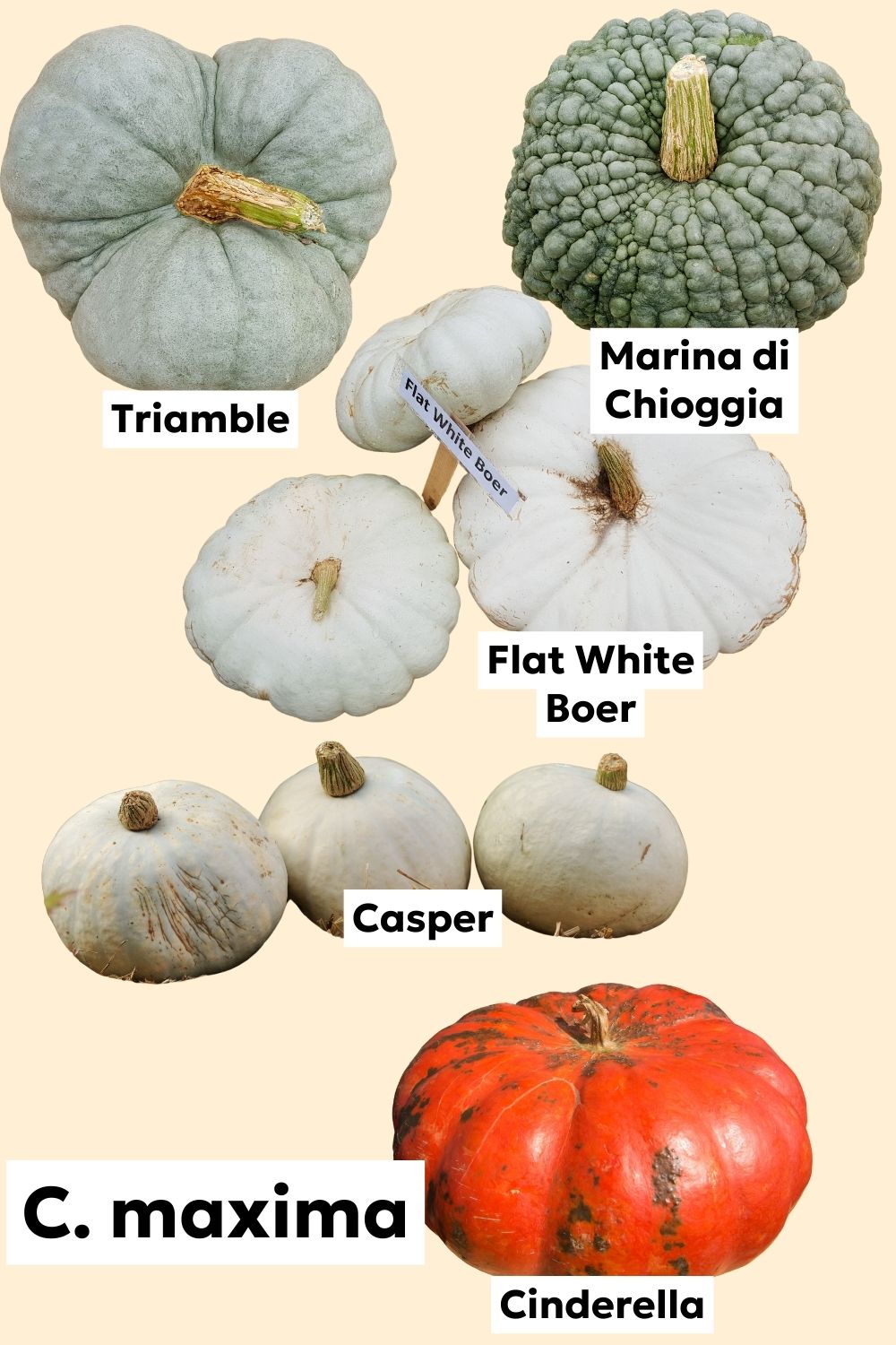 Squash Spectrum: The Ultimate Gardener's Guide to Varieties and Traits