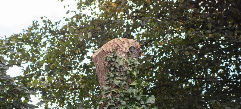 COOMBES - Veteranisation - Environmental Arboriculture on the Railway
