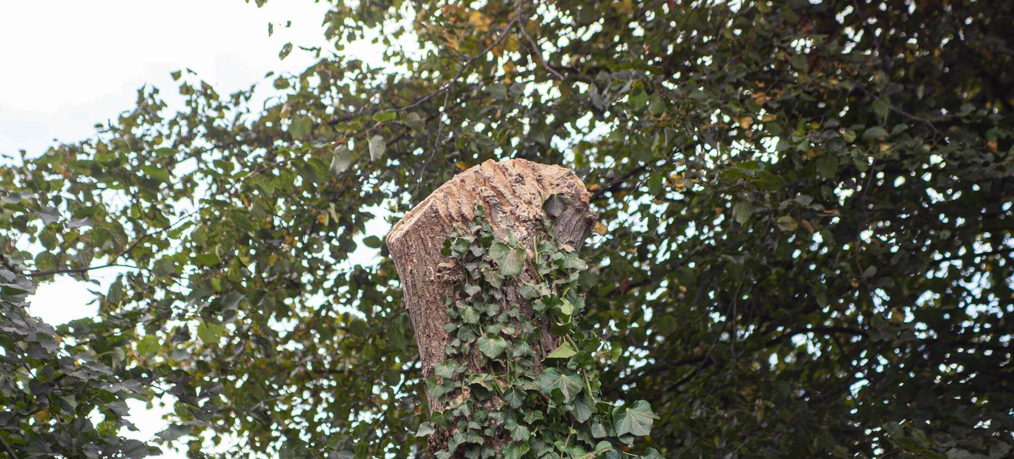 COOMBES - Veteranisation - Environmental Arboriculture on the Railway