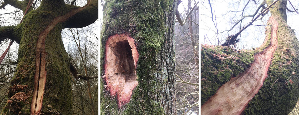 COOMBES - Veteranisation - Environmental Arboriculture on the Railway