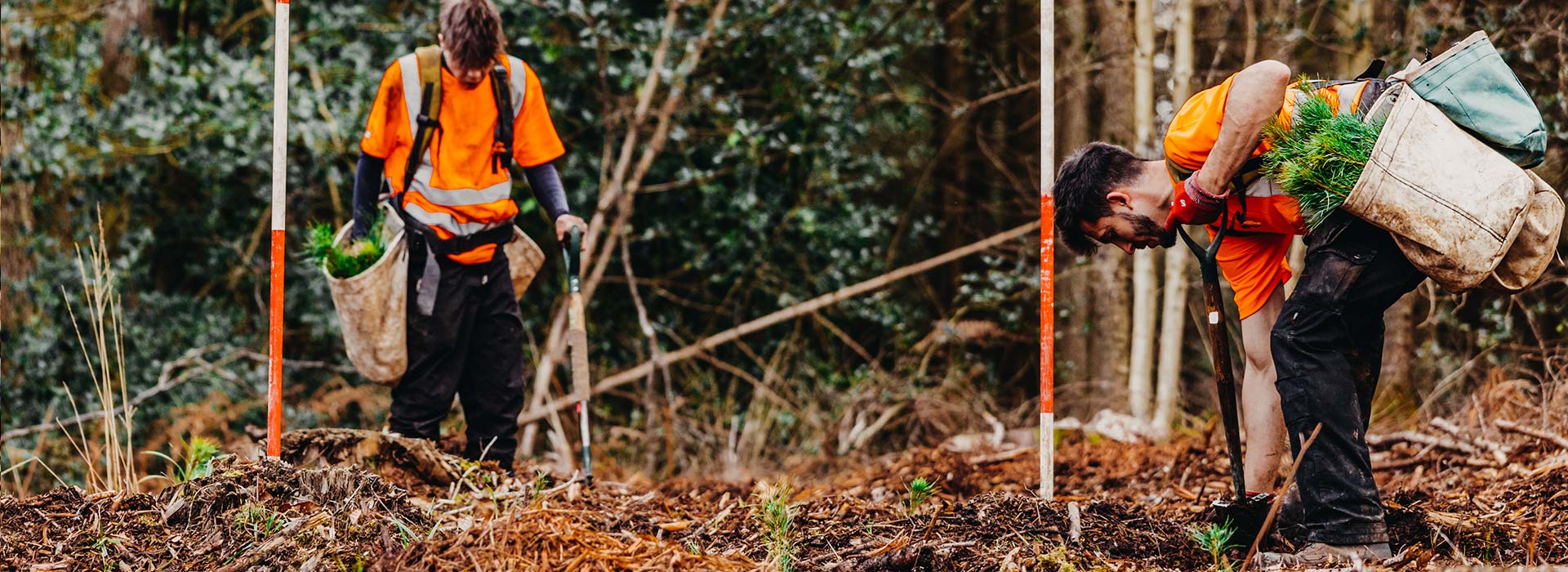 COOMBES - Planting and Woodland Creation