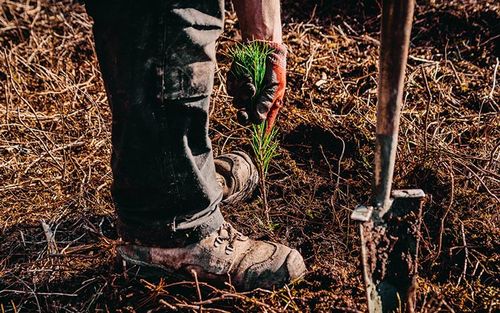 COOMBES Group - Forestry