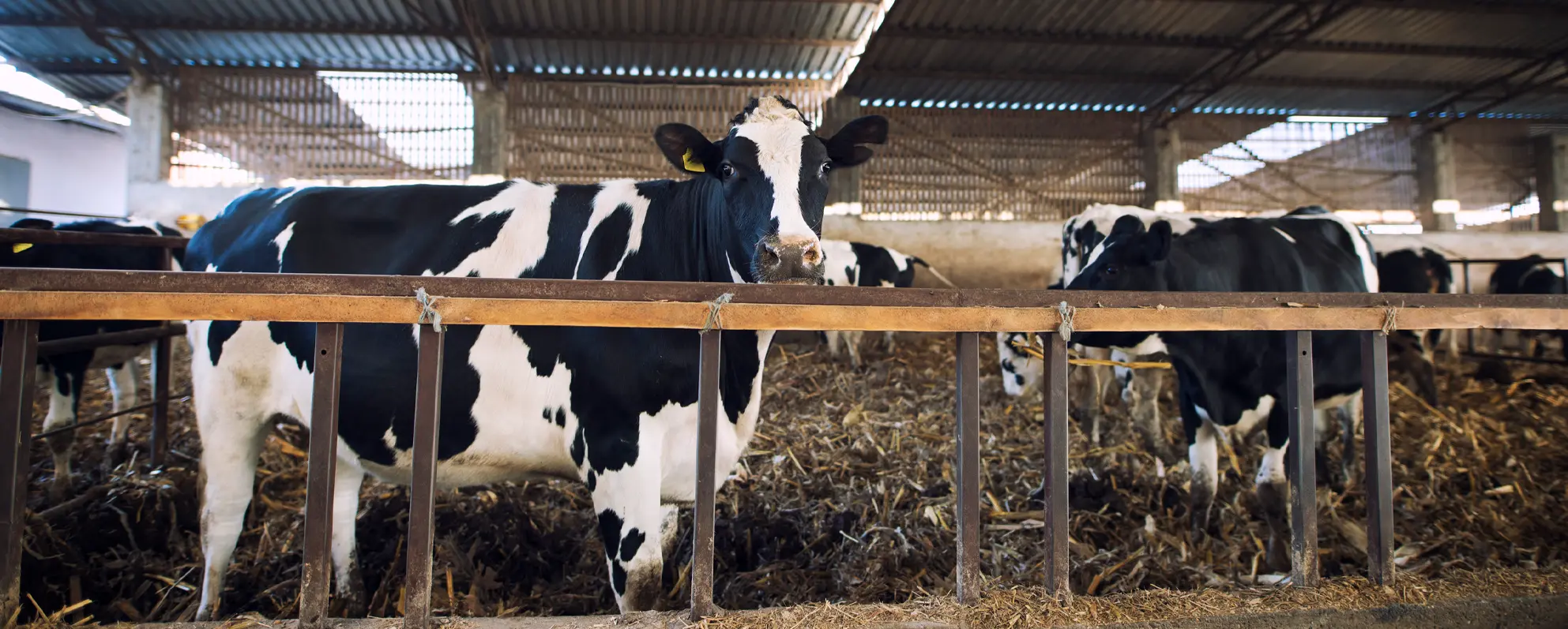 What is your food footprint?