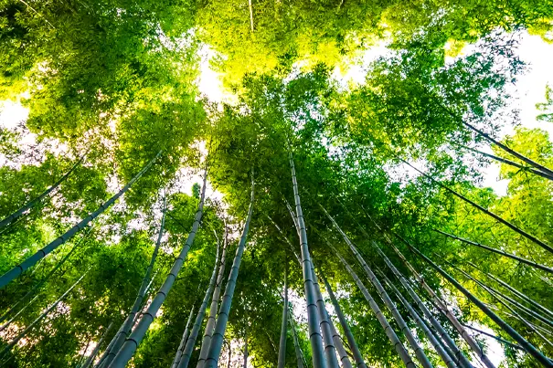 Is Carbon Offsetting Greenwashing? The Benefits and Issues