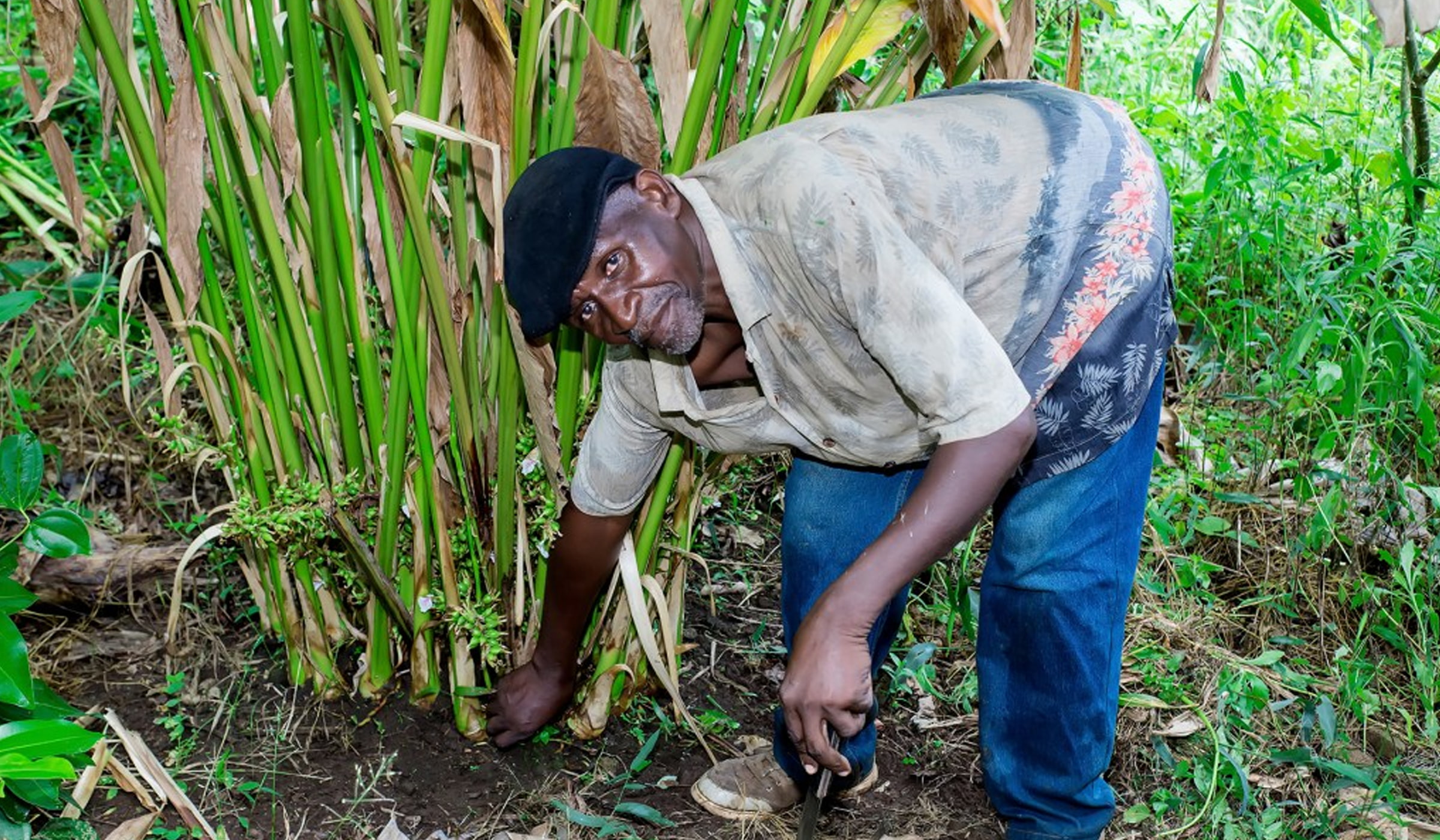 Implementing Internal Control System (ICS) to Promote Organic Agriculture