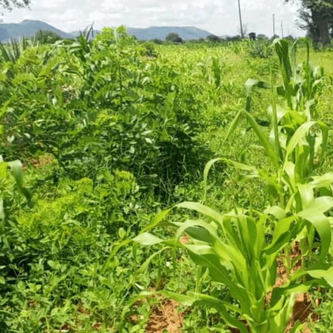 Sustainable Agriculture Tanzania
