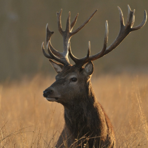 Hunting