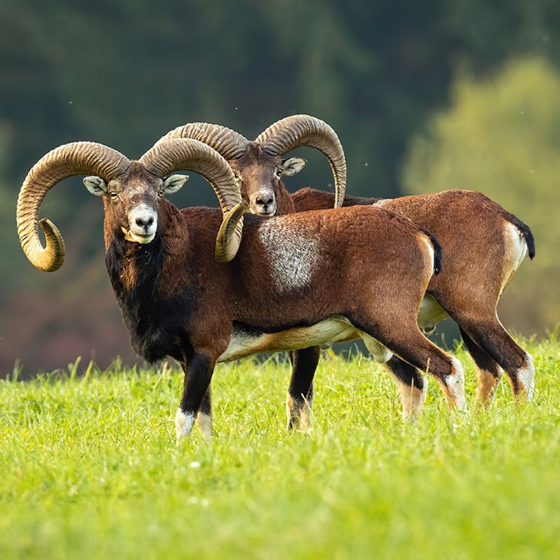 Hunting
