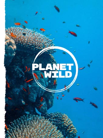 Rewilding and Environmental Impact Gift · Planet Wild