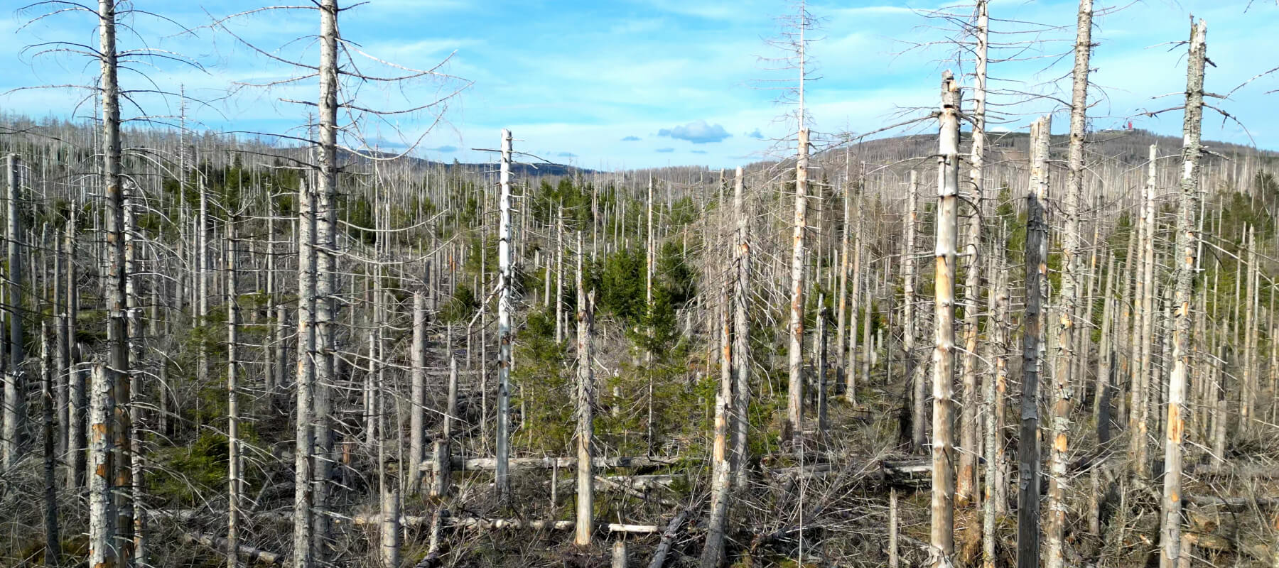 We're resurrecting a dying forest · Mission 3 · Planet Wild