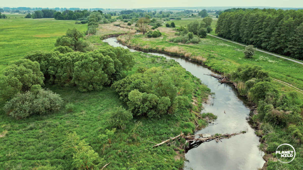 How we’re reviving a poisoned river · Planet Wild