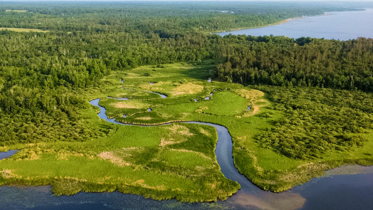 River rewilding is saving our waterways · Planet Wild