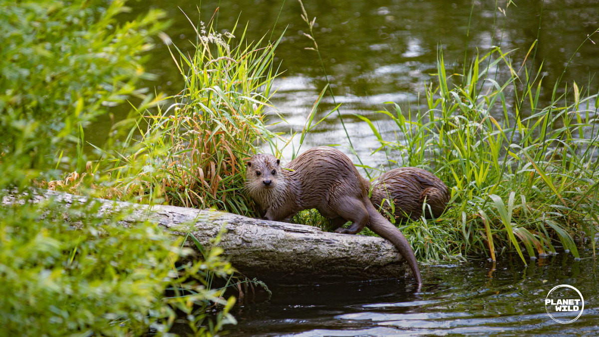 River rewilding is saving our waterways · Planet Wild