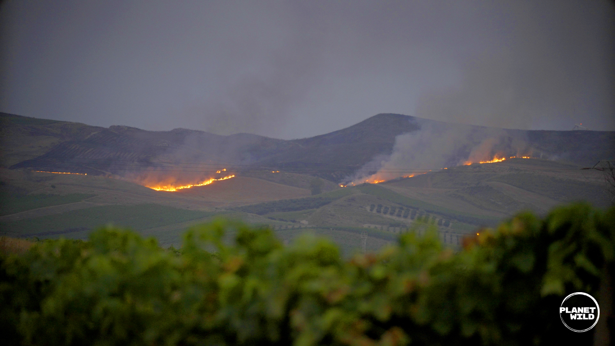 What do wildfires mean for Sicily? · Planet Wild