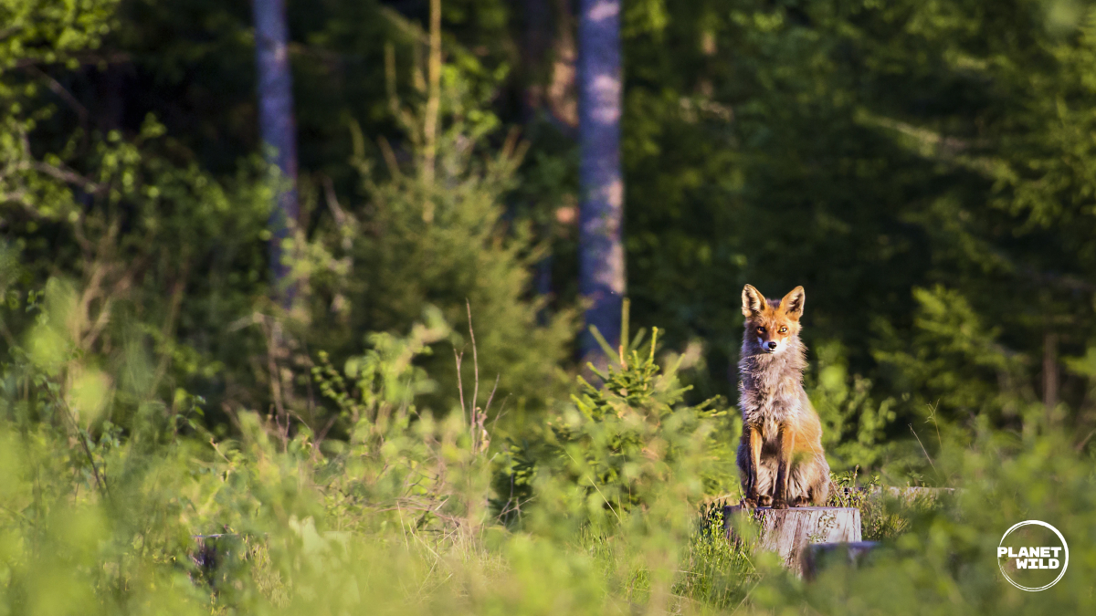 Why are forests so important for life on Earth? · Planet Wild