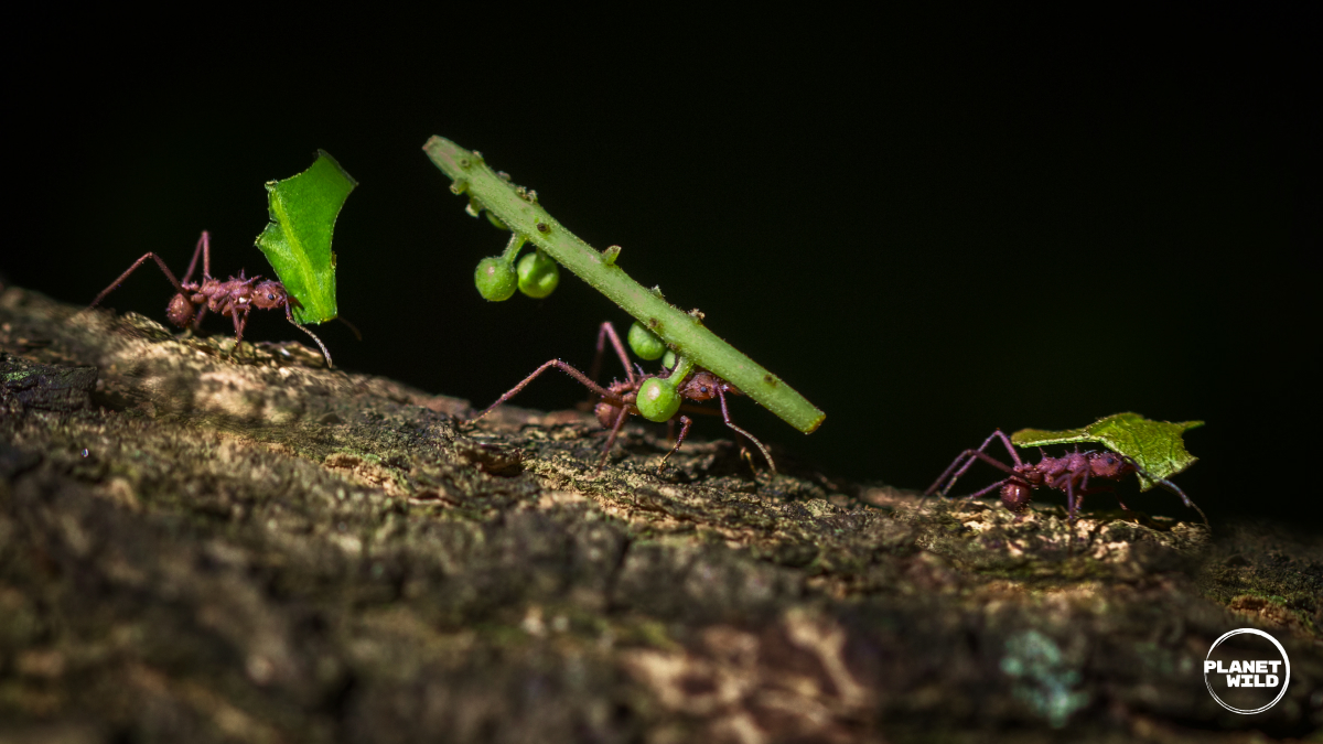 Why are forests so important for life on Earth? · Planet Wild
