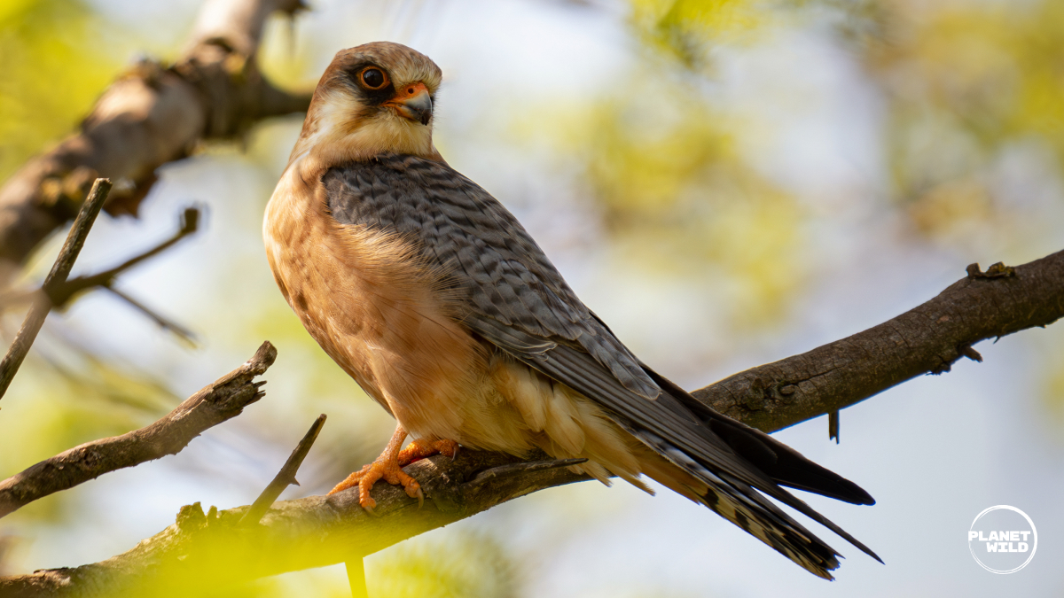 What are Europe’s most endangered predators? · Planet Wild