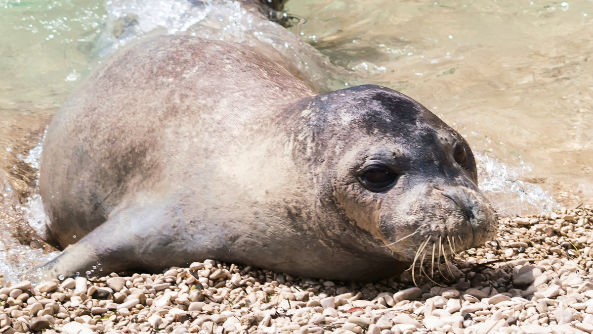 What are Europe’s most endangered predators? · Planet Wild