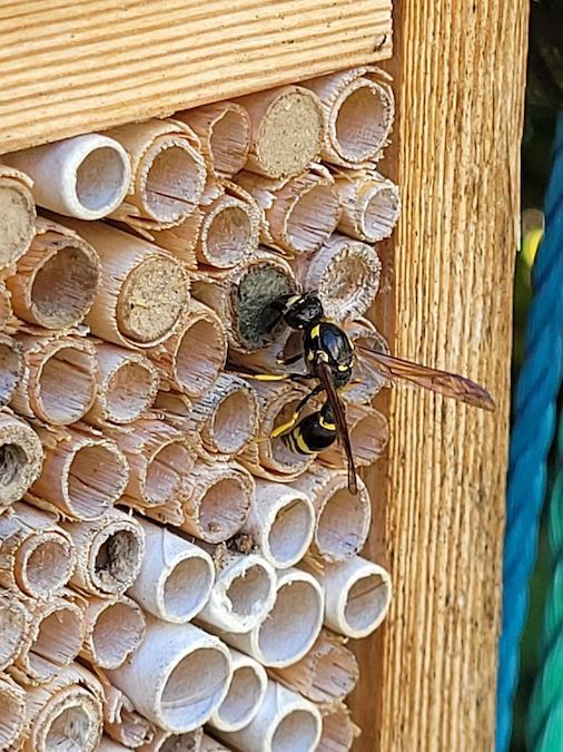 Interview wild bees and how to build your own bee hotel · Planet Wild