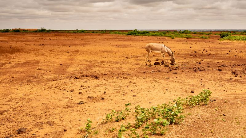 Africa's ambitious Great Green Wall Initiative · Planet Wild