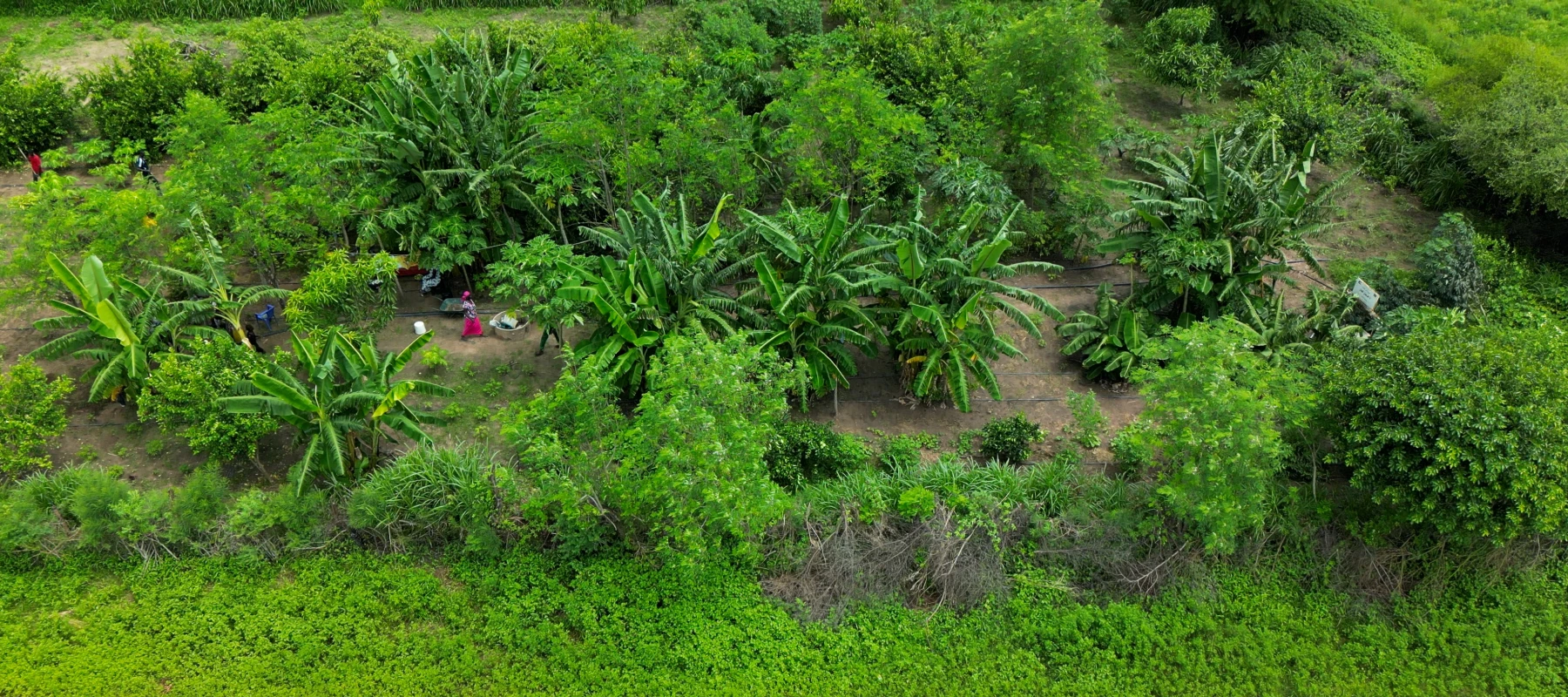 We’re planting food forests in Senegal · Mission 9 · Planet Wild