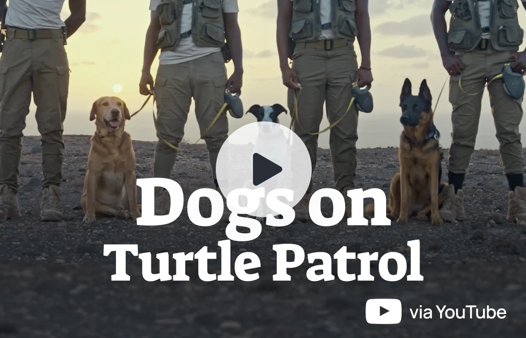 We’re sending the dog squad on turtle patrol · Mission 11 · Planet Wild