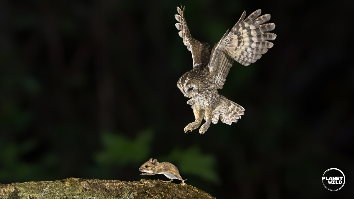 An introduction to Mutualism: Nature’s partners in survival! · Planet Wild