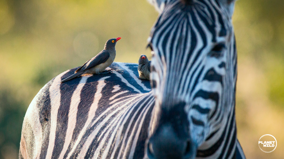 An introduction to Mutualism: Nature’s partners in survival! · Planet Wild