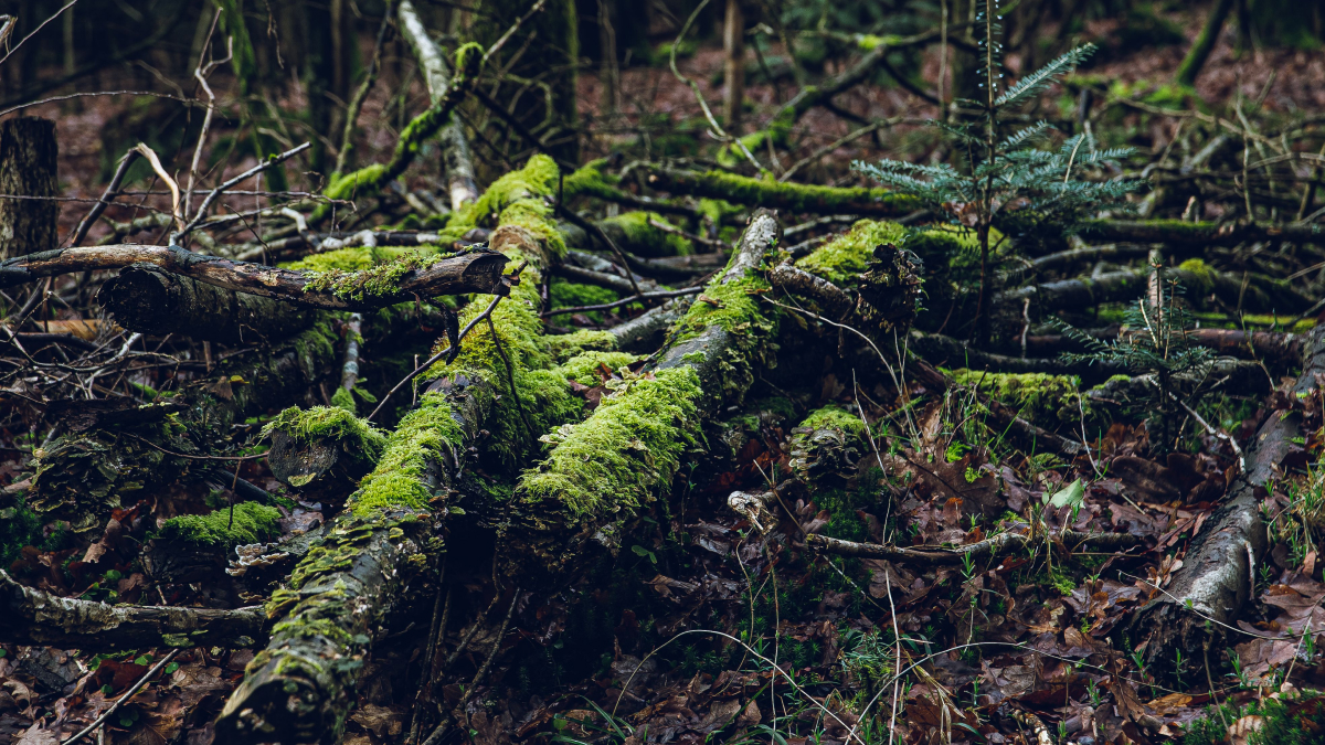 Deadwood and the forest floor: Earth’s giant recycling center · Planet Wild