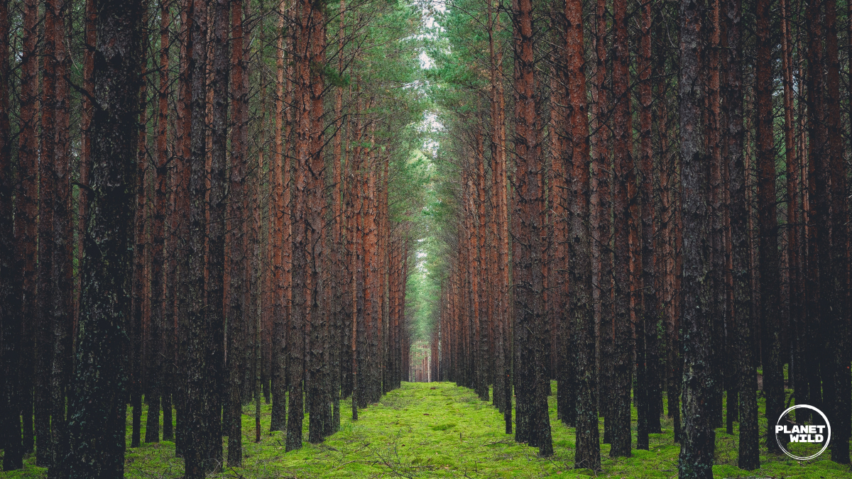 Deadwood and the forest floor: Earth’s giant recycling center · Planet Wild