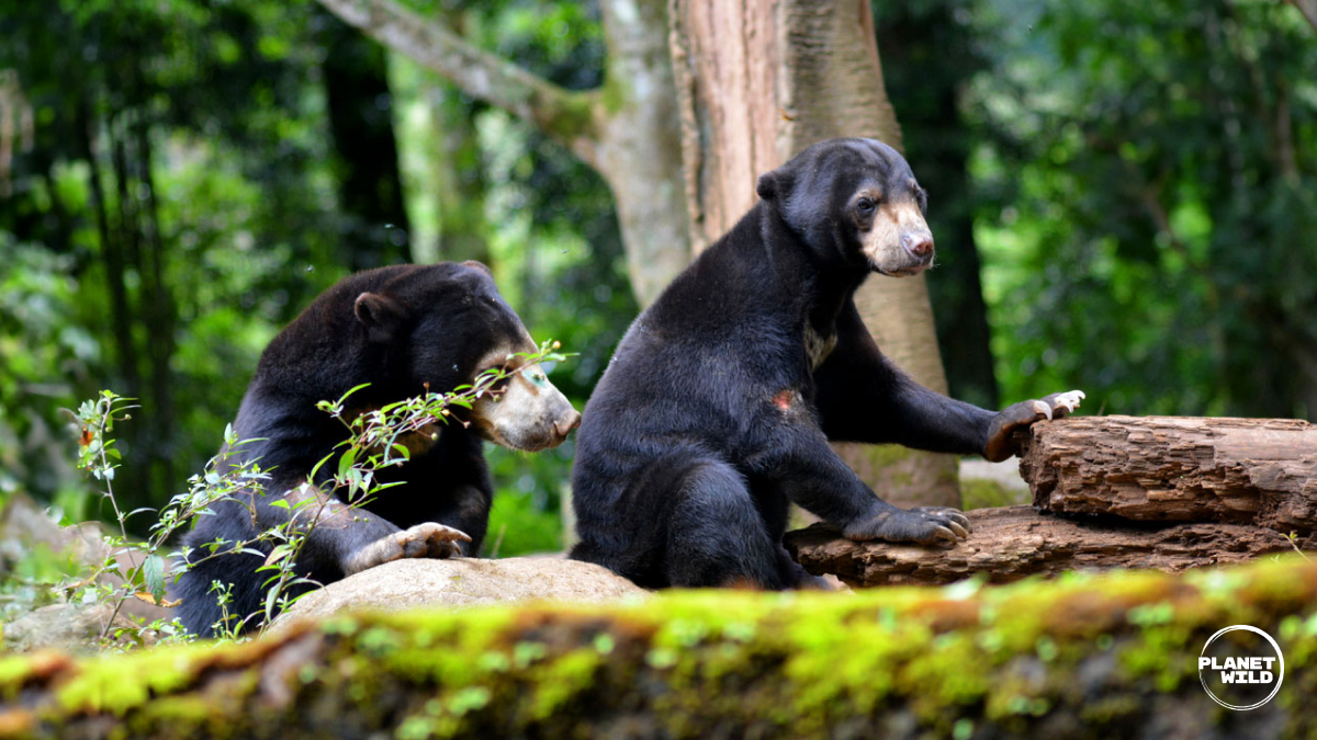 Sun bears: The world’s smallest and most vulnerable bear · Planet Wild